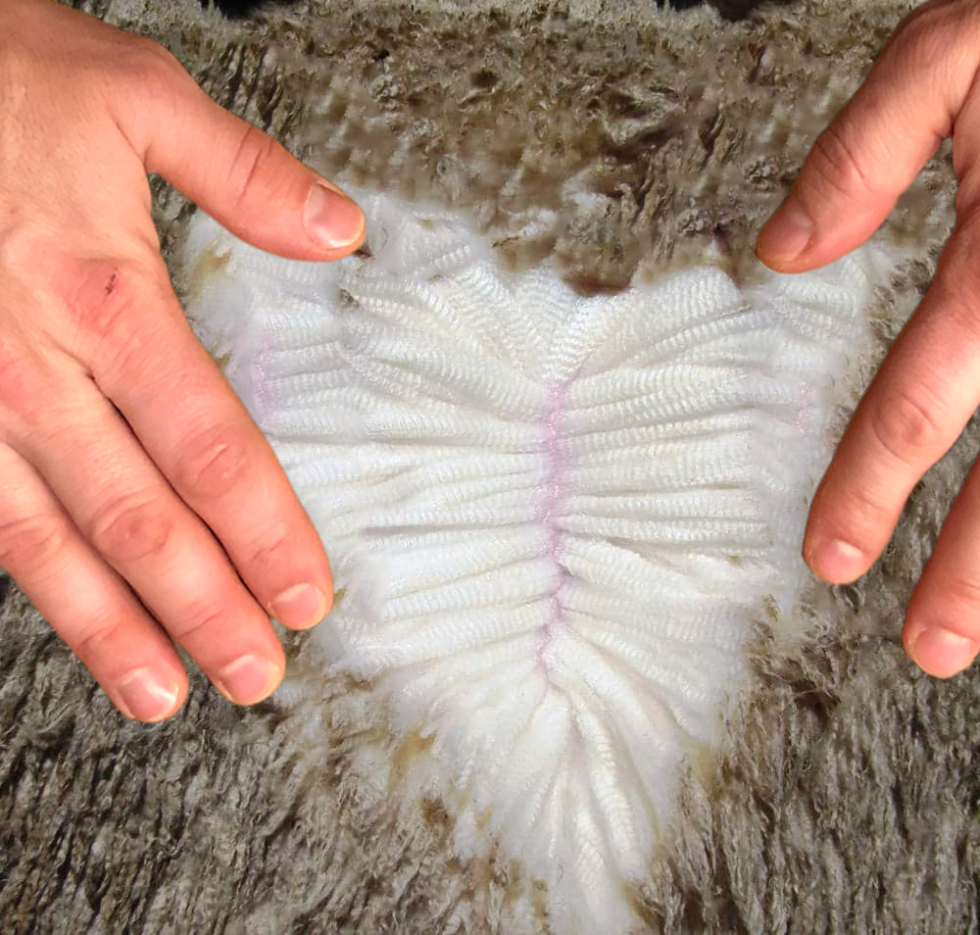 Wool fibre – the nature’s high-tech wonder | Alpbock