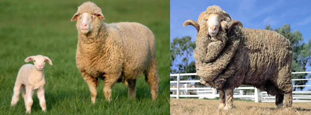 Wool fibre – the nature’s high-tech wonder | Alpbock