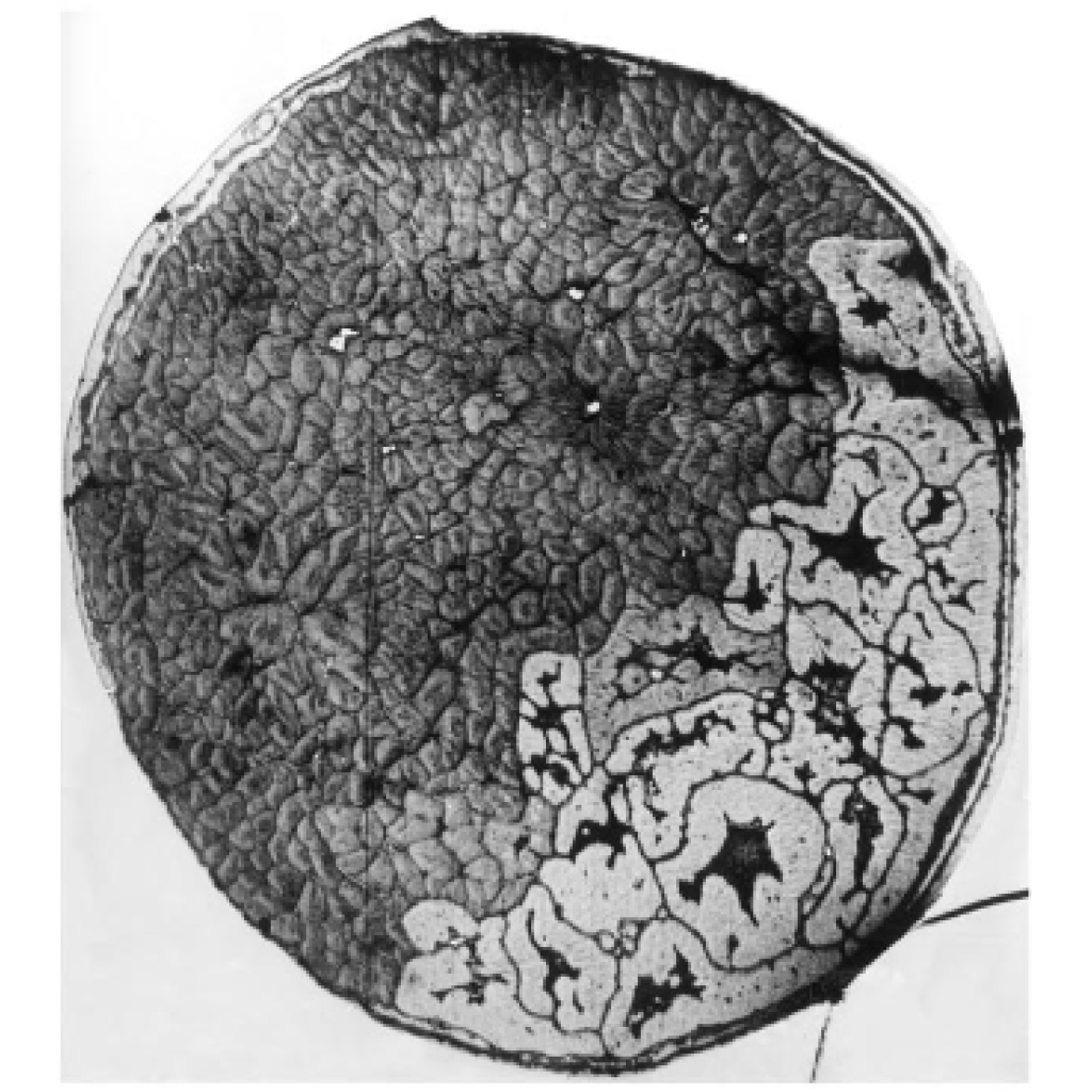 Where does wool get its supernatural performance from? | Alpbock